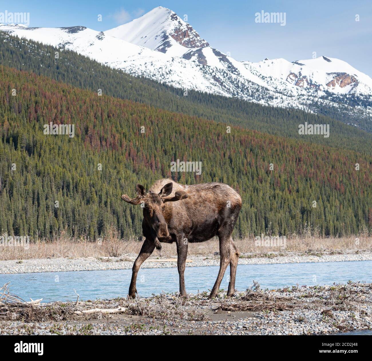 Moose in the Canadian wilderness Stock Photo - Alamy