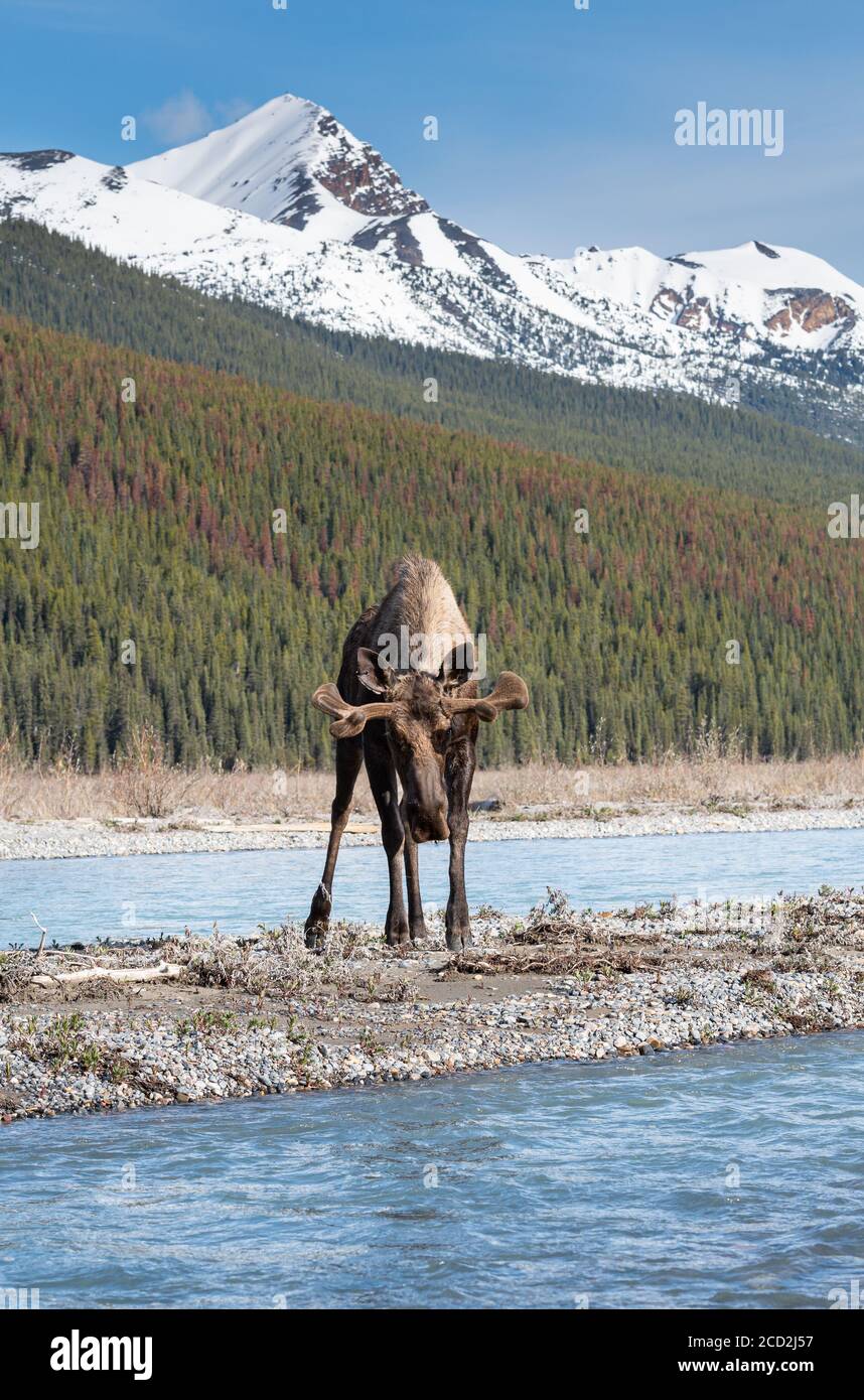 Moose in the Canadian wilderness Stock Photo - Alamy