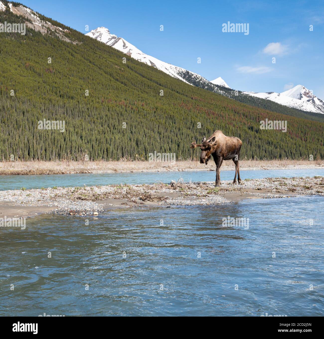 Moose in the Canadian wilderness Stock Photo - Alamy