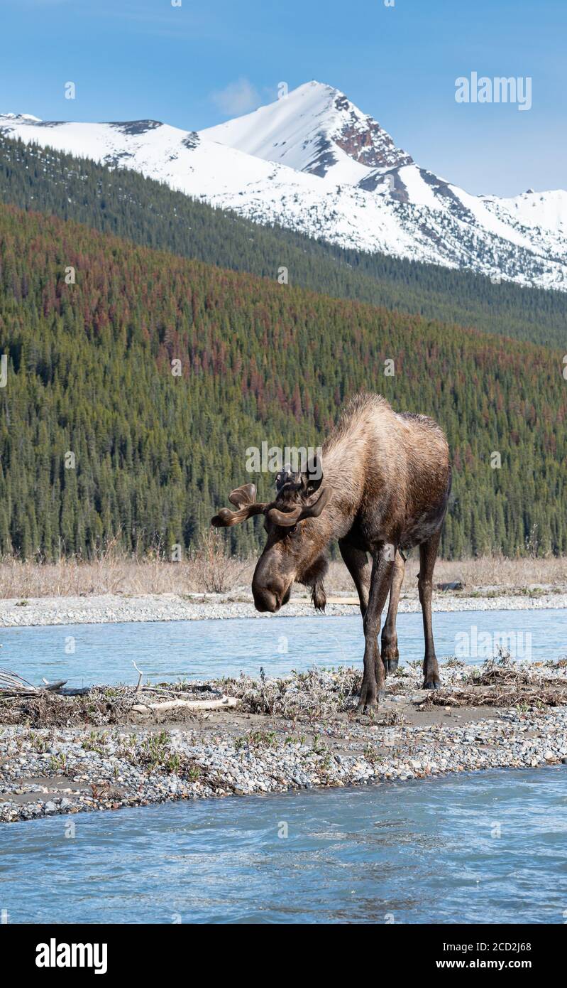 Moose in the Canadian wilderness Stock Photo - Alamy