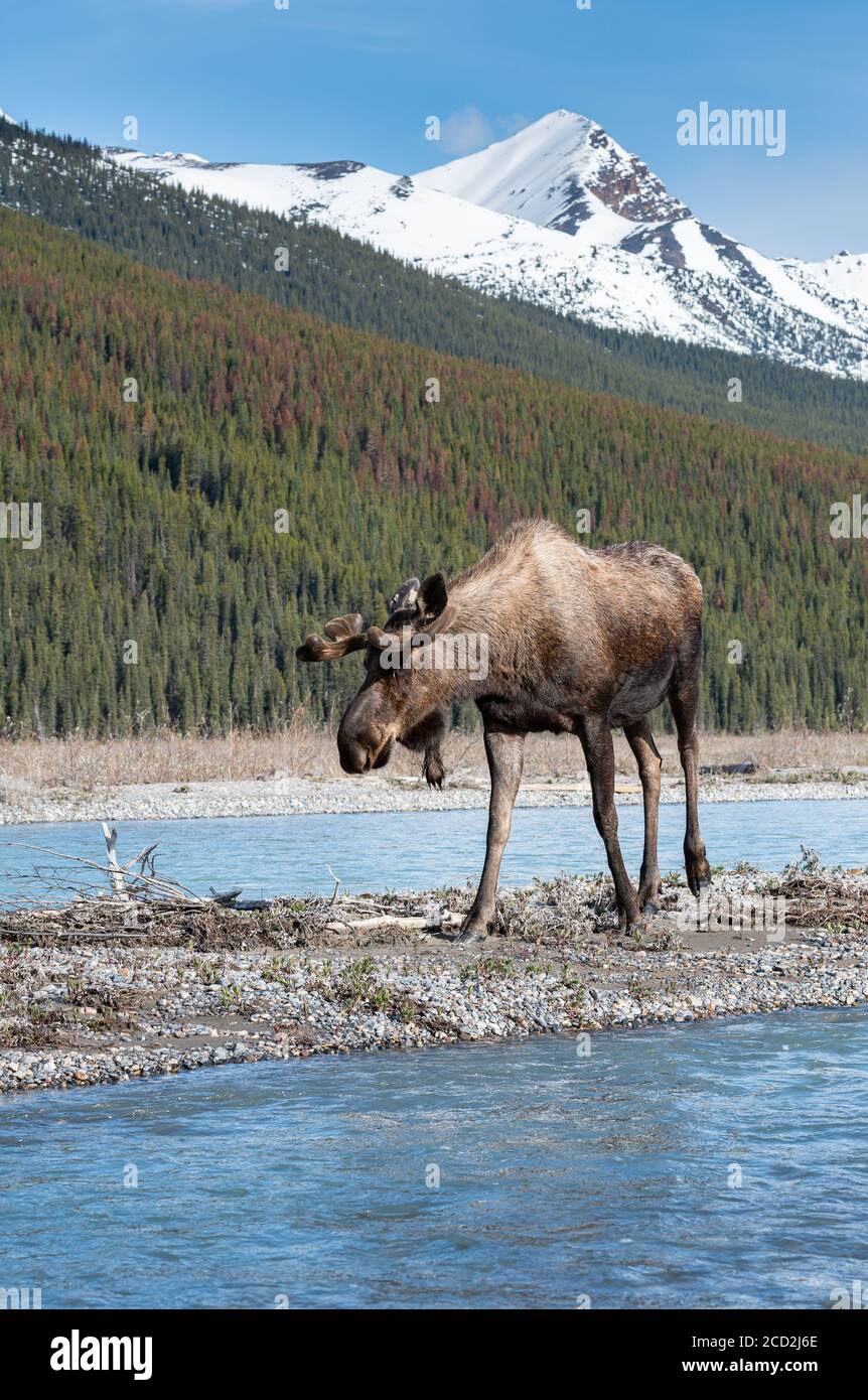 Moose in the Canadian wilderness Stock Photo - Alamy