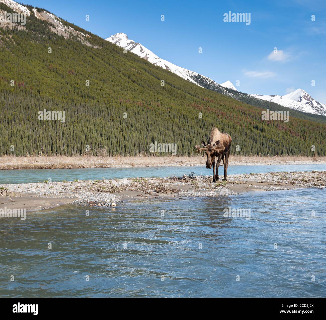 Moose in the Canadian wilderness Stock Photo - Alamy