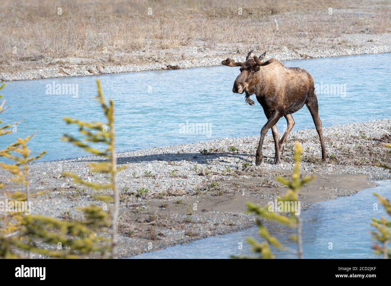 Moose in the Canadian wilderness Stock Photo - Alamy