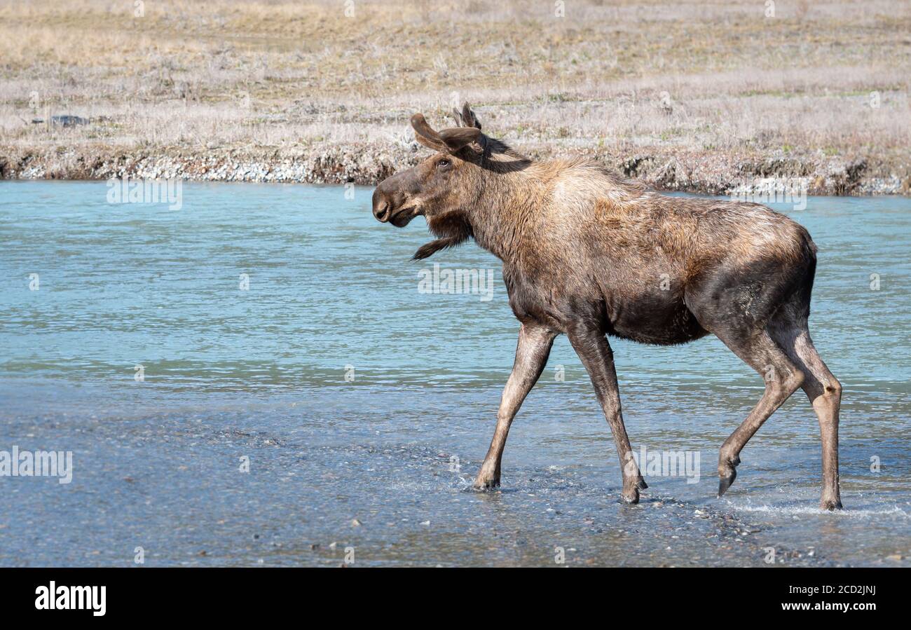 Moose in the Canadian wilderness Stock Photo - Alamy