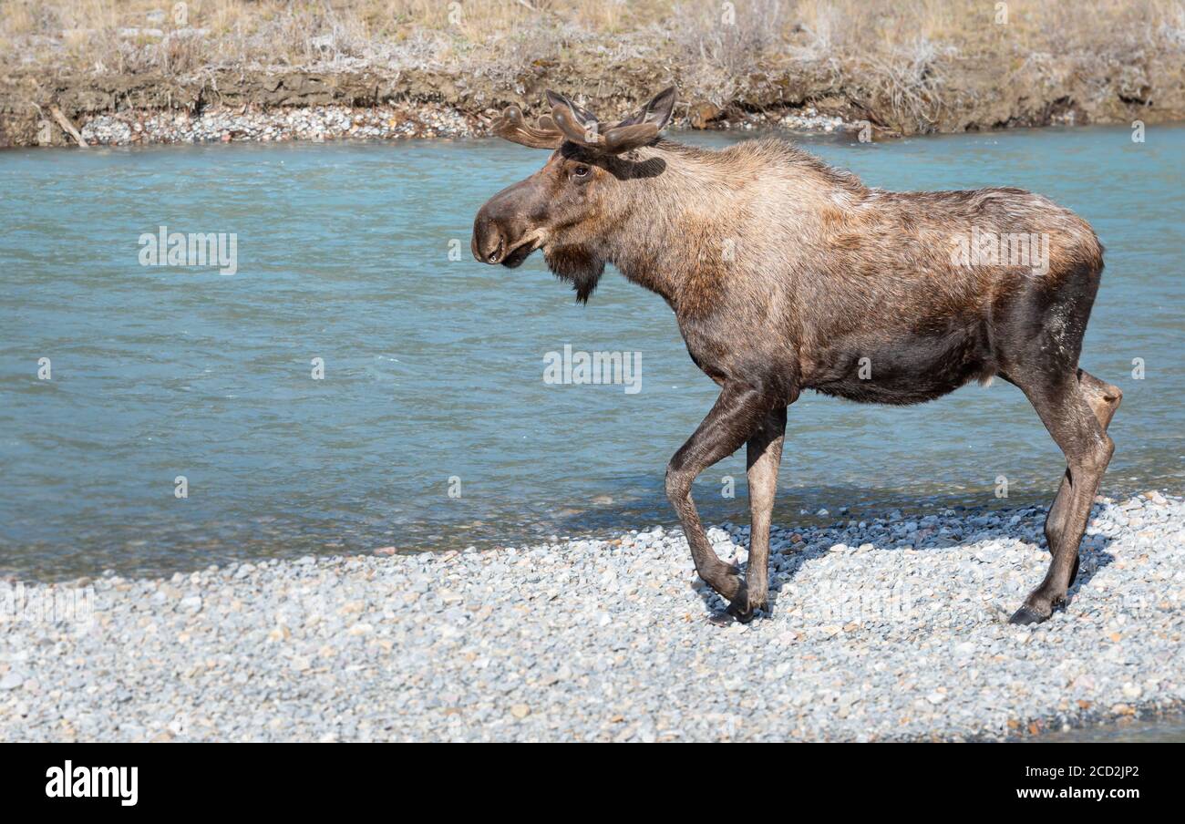 Moose in the Canadian wilderness Stock Photo - Alamy