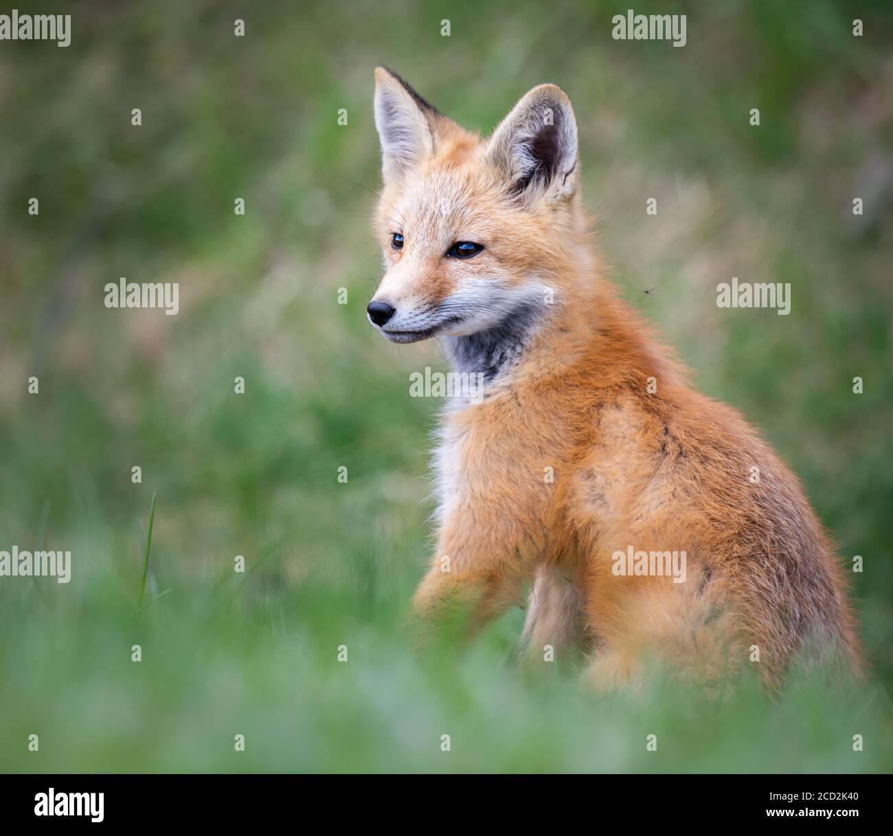 Red fox kits in the Canadian wilderness Stock Photo - Alamy