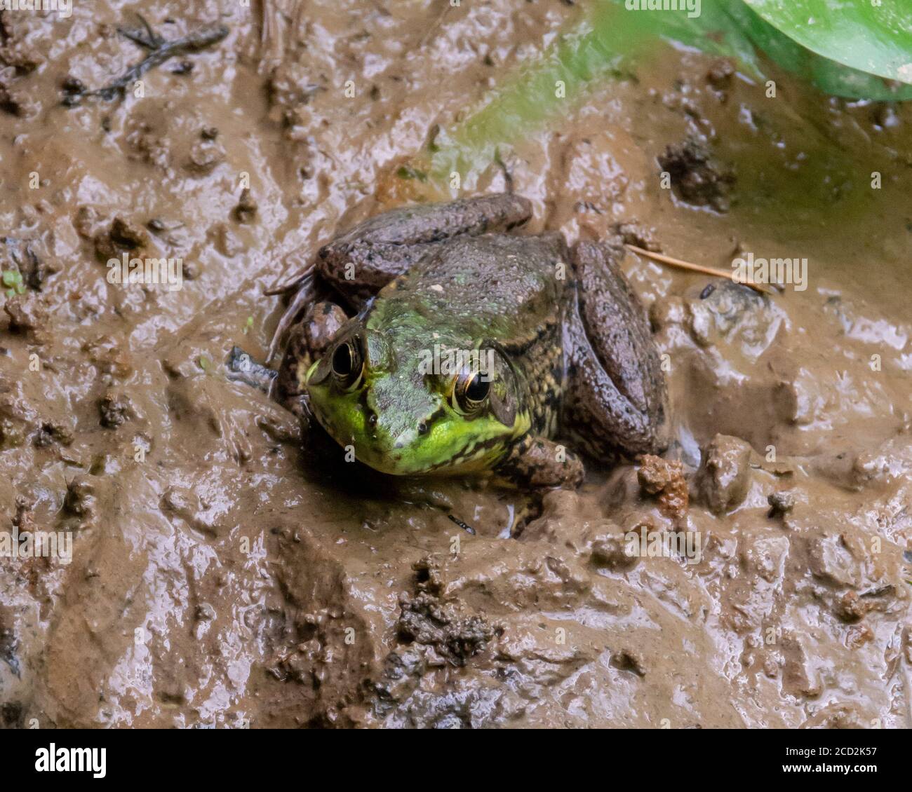 A brown bullfrog with green accents and dark spots basks in a muddy ...