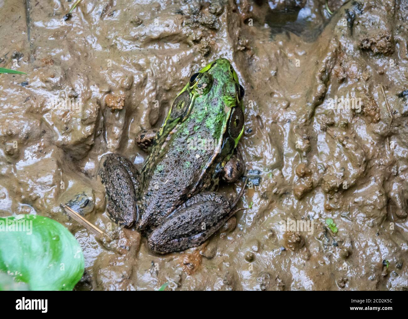 A brown bullfrog with green accents and dark spots basks in a muddy ...