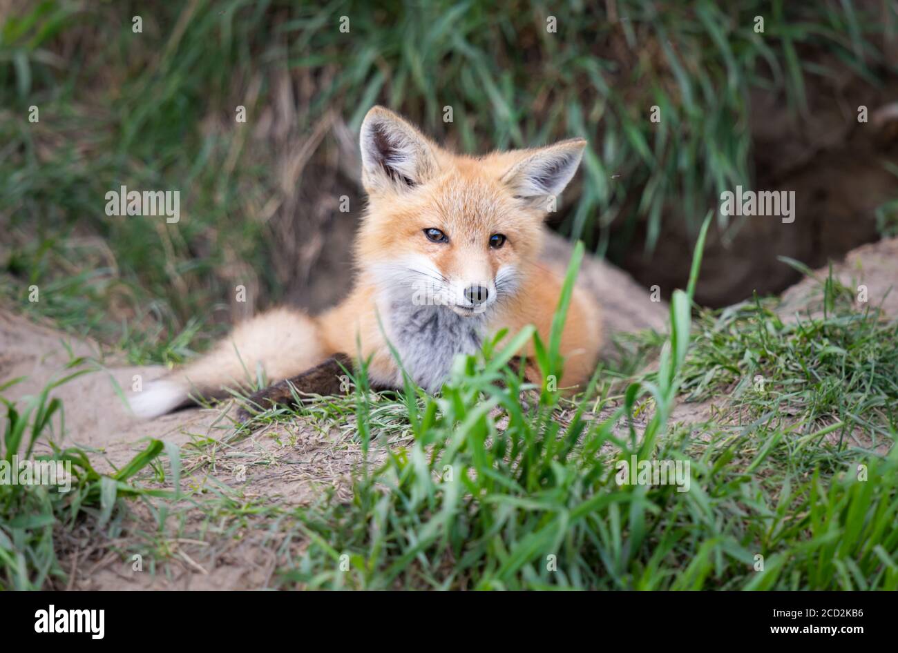 Red fox kits in the Canadian wilderness Stock Photo - Alamy