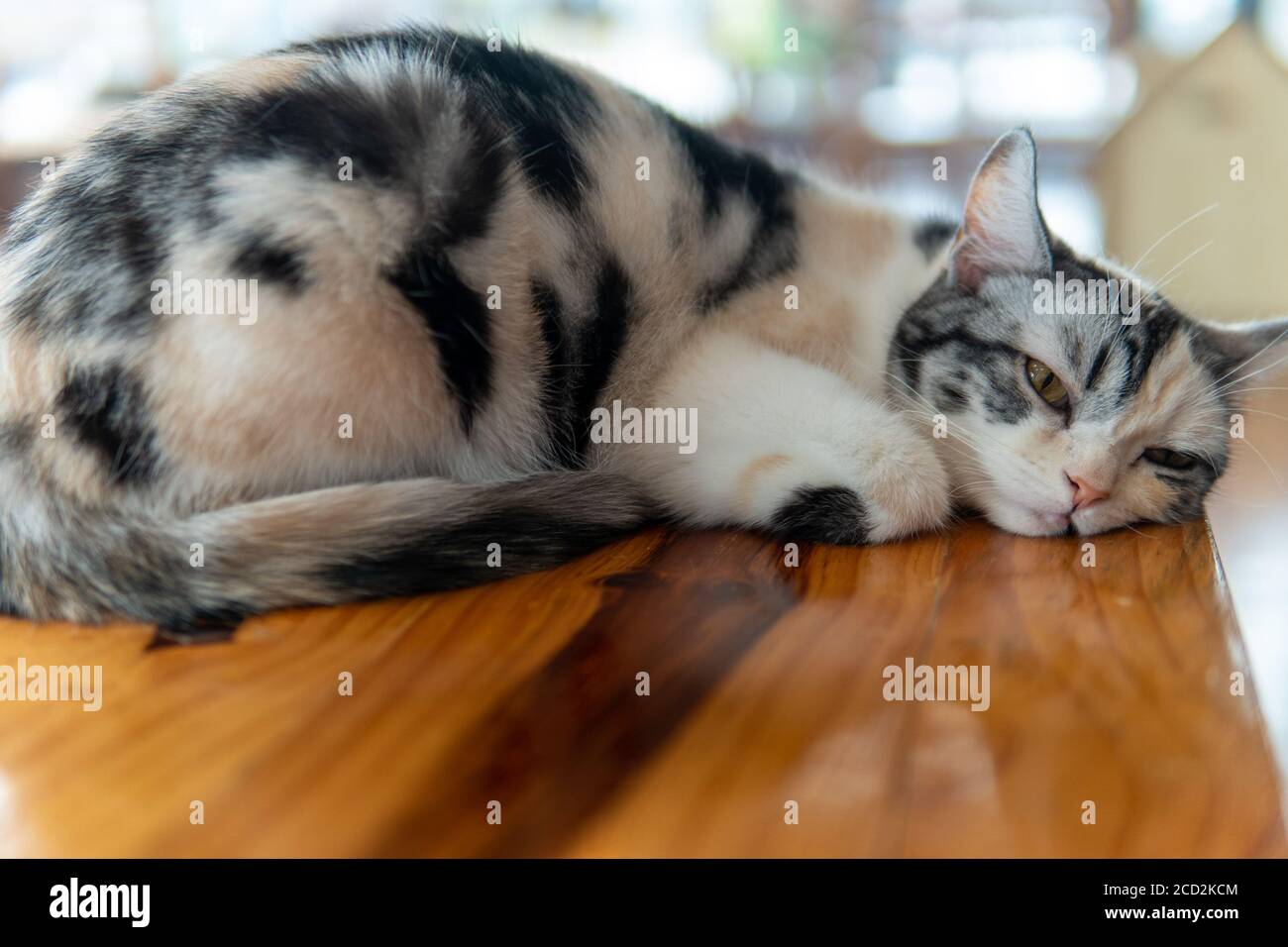 Cats relax inside a cat cafe in Northern Thailand, Chiang Rai Stock ...