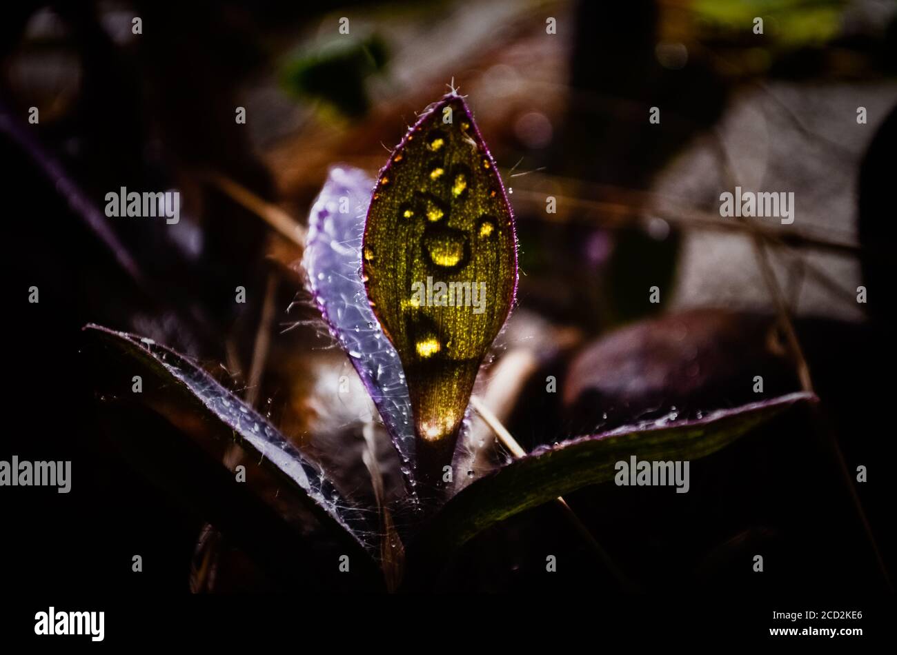 August 25, 2020: August 25., 2020. Mexico, Mexico. Raindrops. Guttation ...