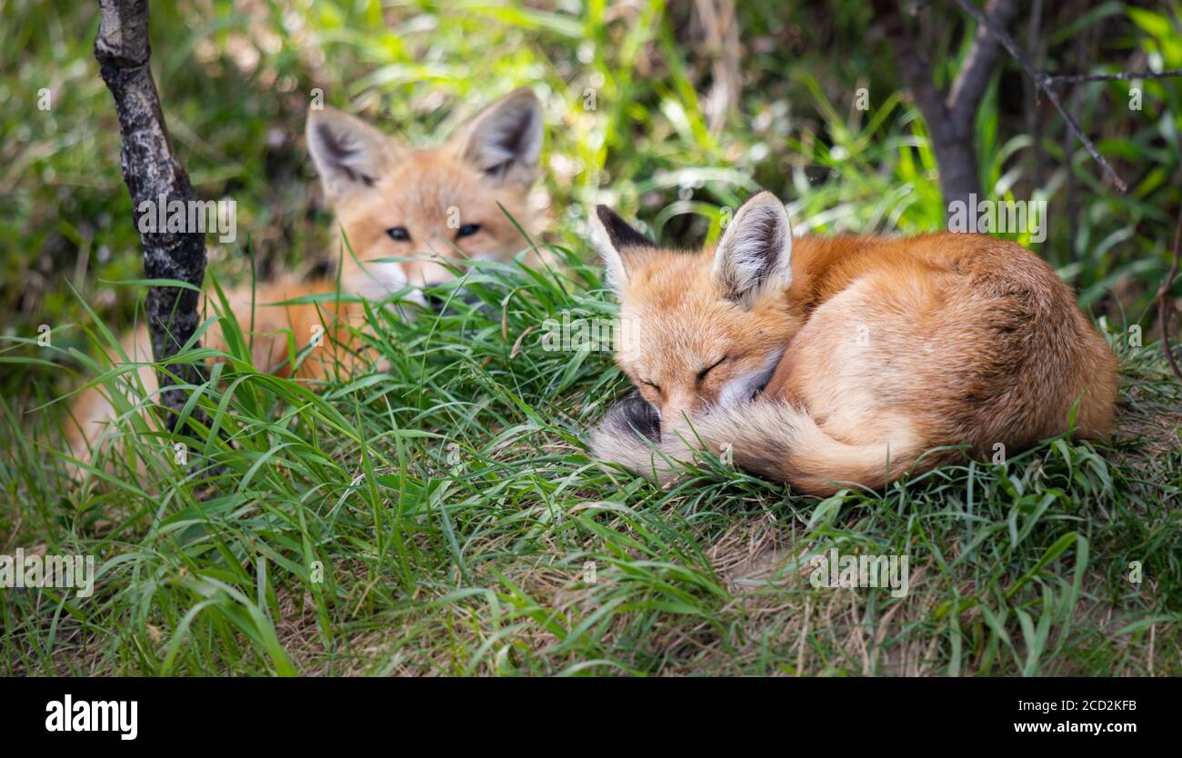 Red fox kits in the Canadian wilderness Stock Photo - Alamy