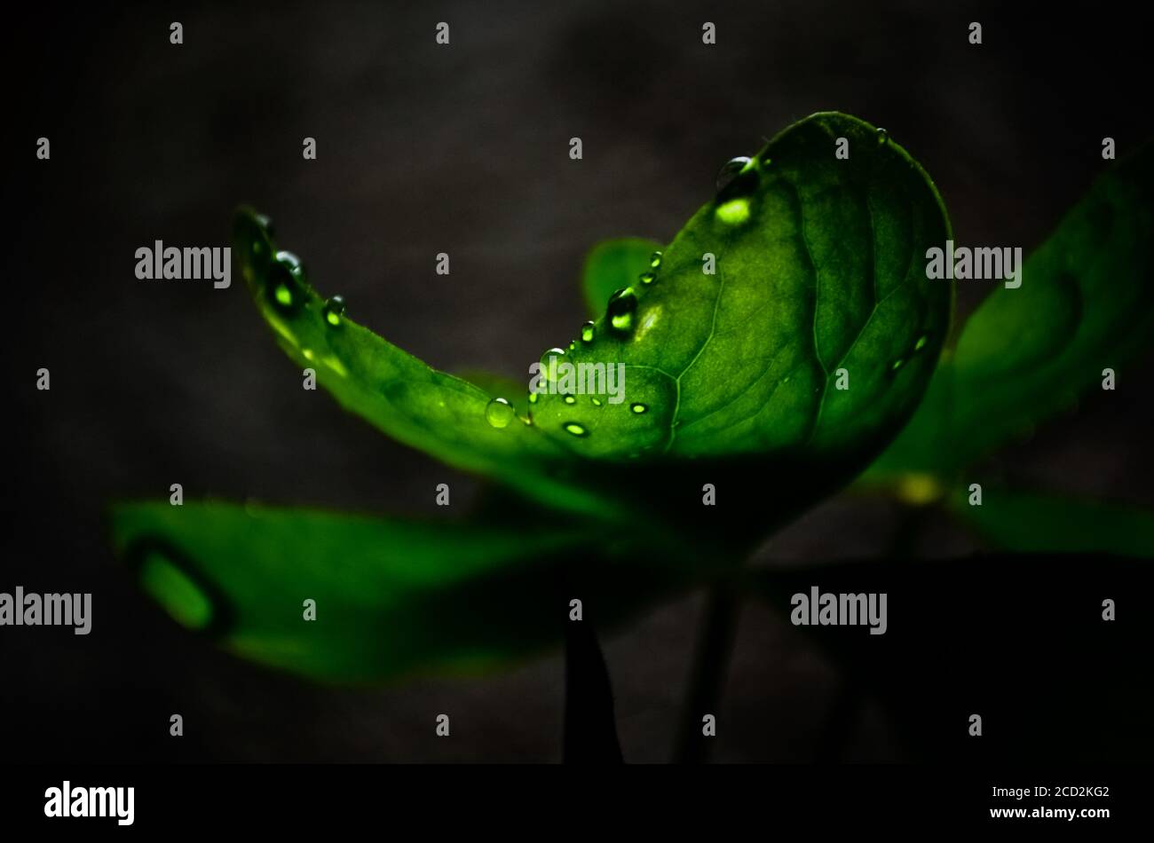 Absorption of water in plants hi-res stock photography and images - Alamy