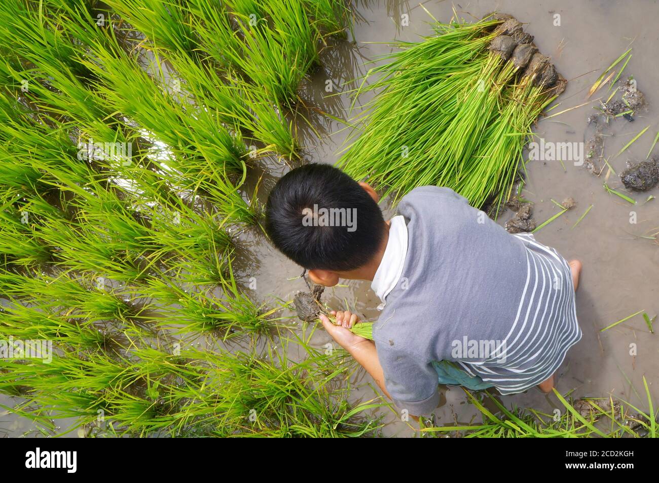 Sabah, Malaysia, July 31, 2020: Farmer picking up paddy seedling from ...