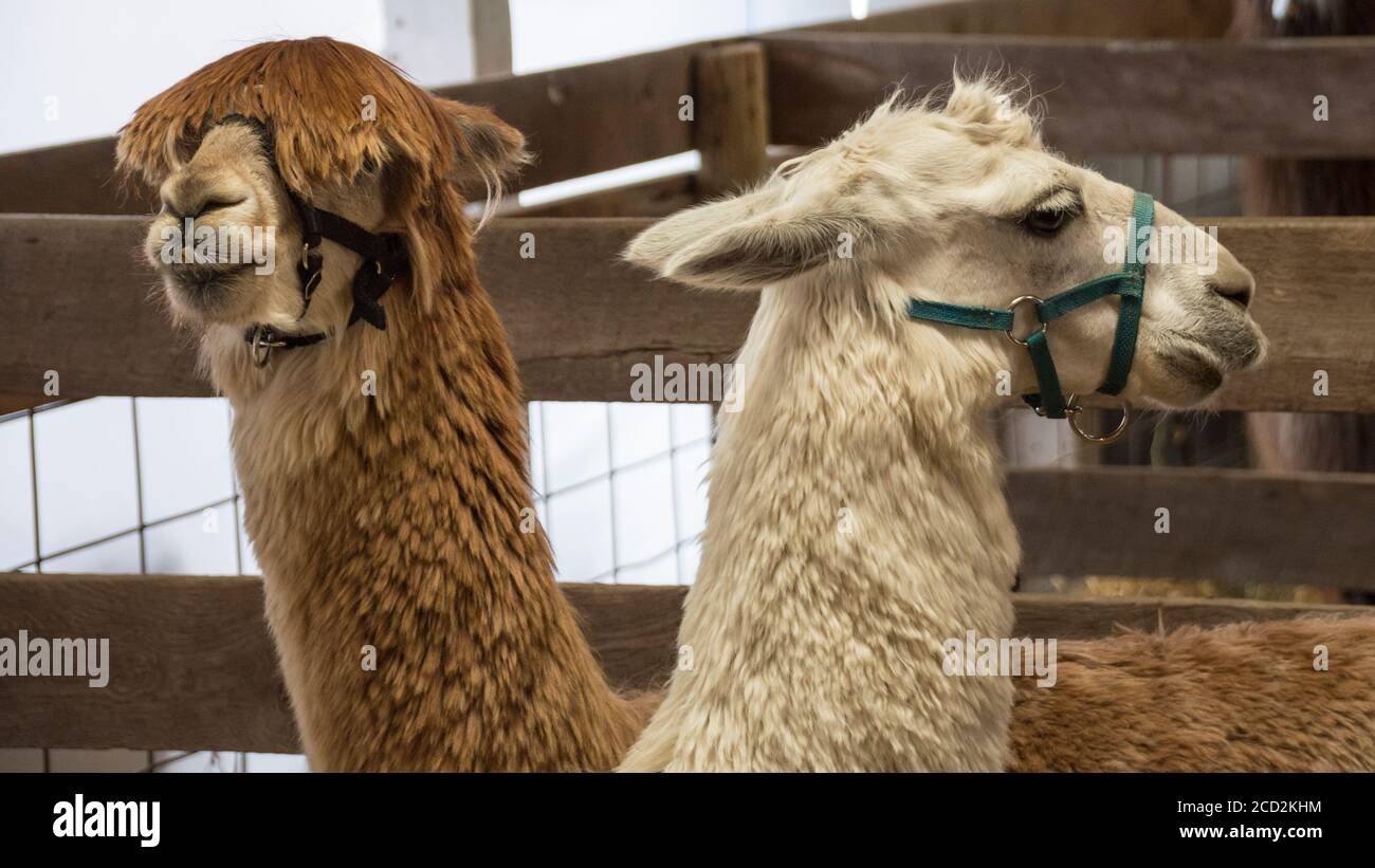 One orange and one white llama are huddled together inside a wooden pen ...