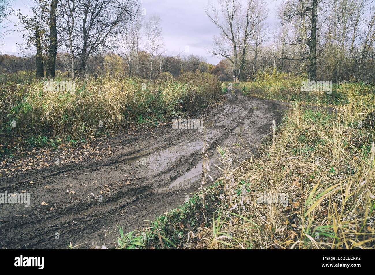 Impassable road, off-road track in autumn forest Stock Photo - Alamy