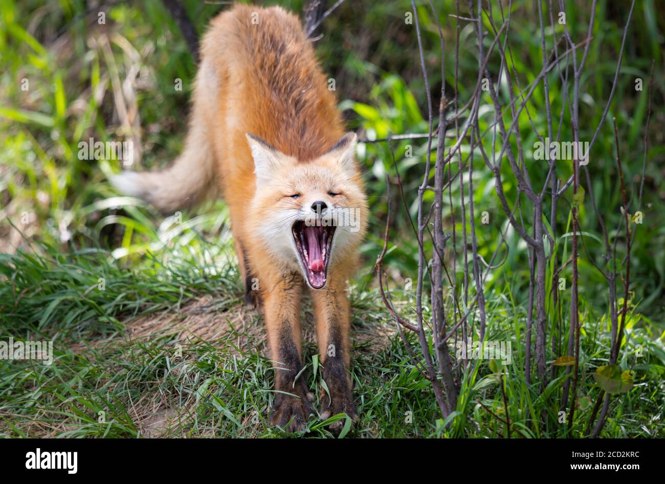 Red fox kit in the Canadian wilderness Stock Photo - Alamy