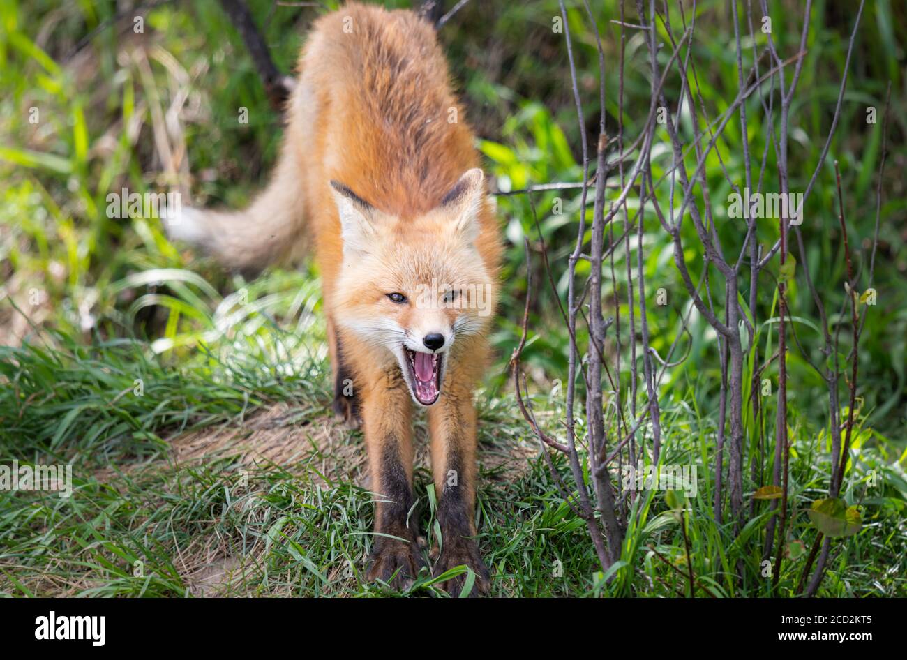 Red fox kit in the Canadian wilderness Stock Photo - Alamy