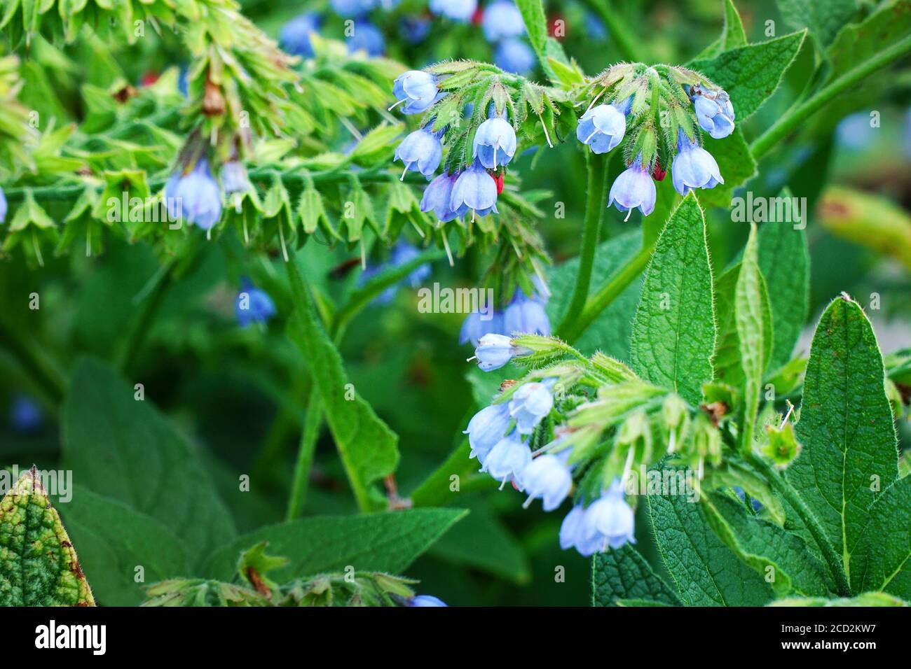 Small blue flower comfrey bell. Symphytum officinale Stock Photo - Alamy