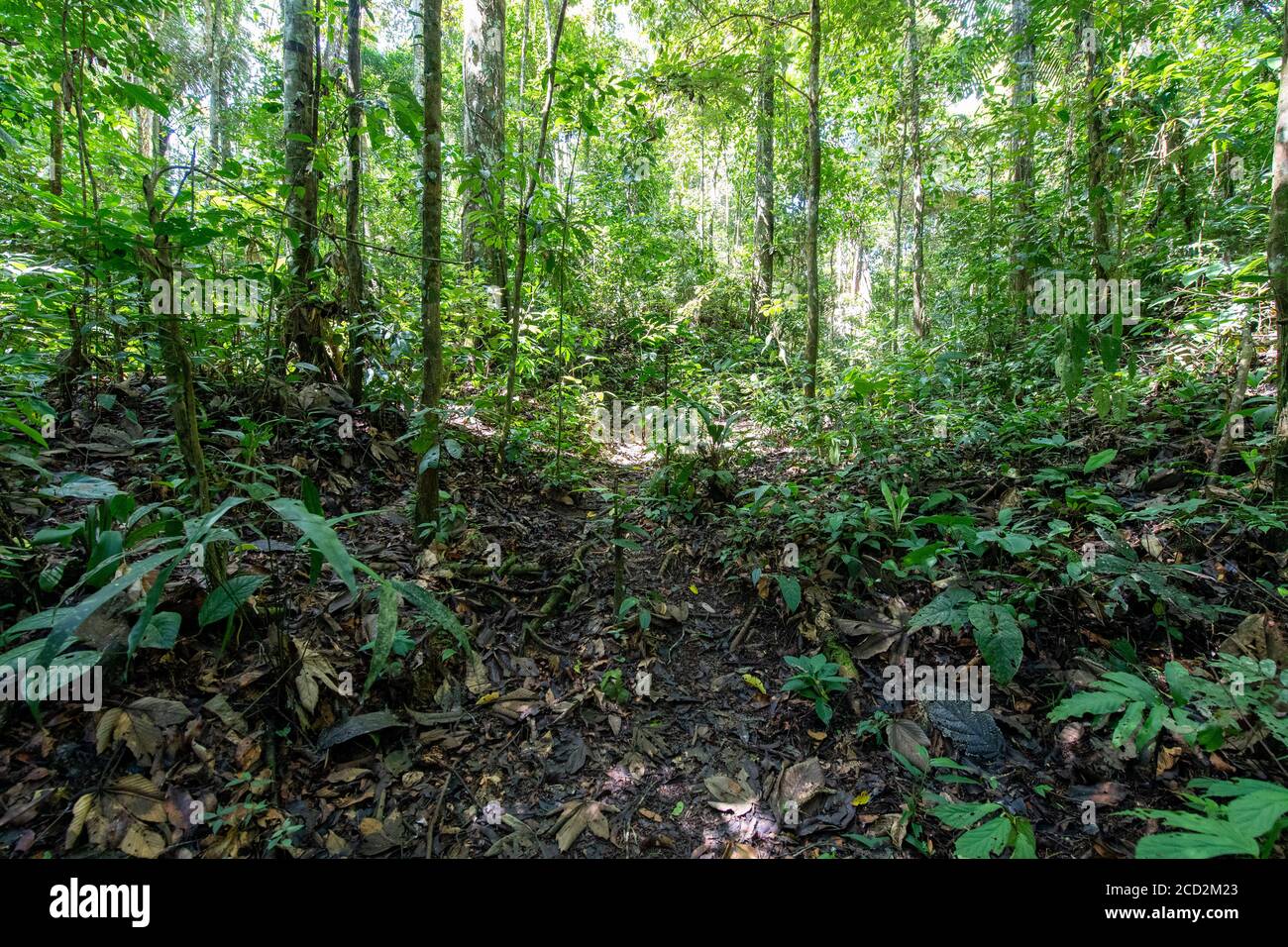 Peruvian Amazon Rainforest Stock Photo - Alamy