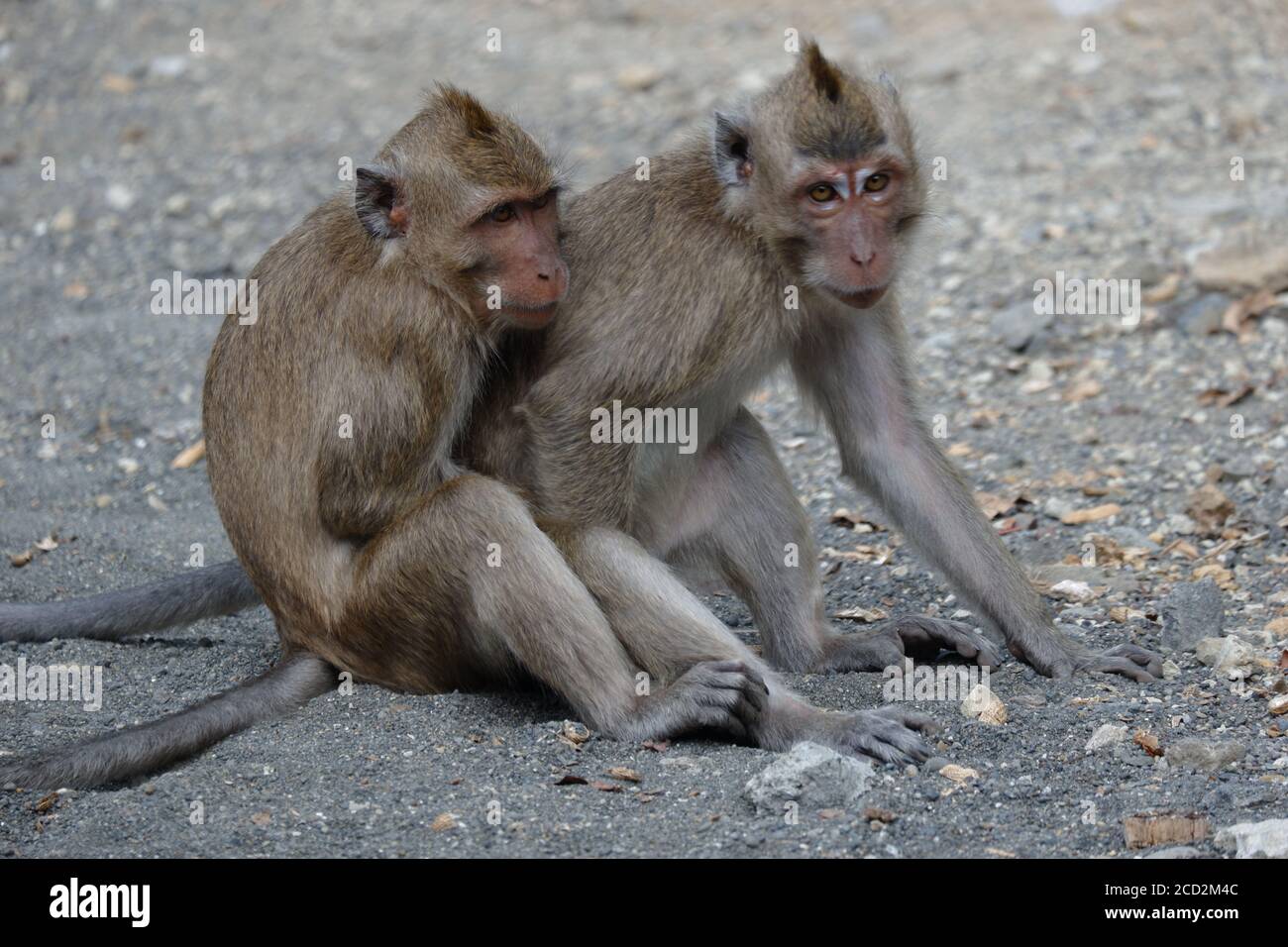 Macaca fascicularis is a small-bodied long-tailed monkey native to ...