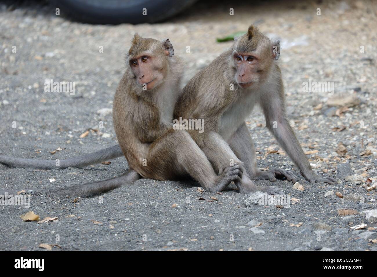 Macaca fascicularis is a small-bodied long-tailed monkey native to Southeast Asia, used for ...