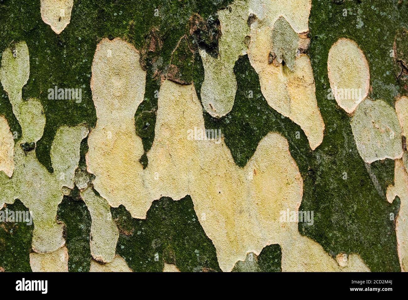 Tree shedding its bark in late Winter at a park in Adelaide Australia ...
