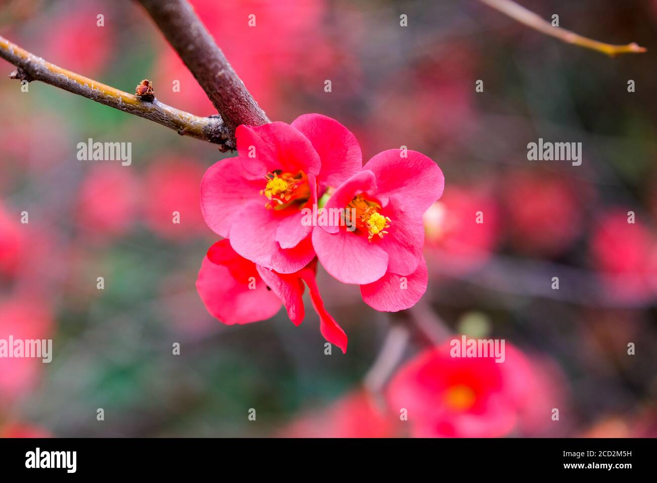 Adelaide winter hi-res stock photography and images - Alamy