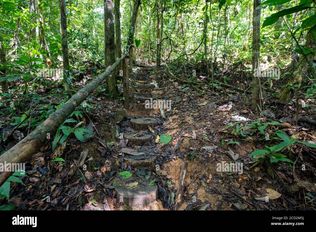 Peruvian Amazon Rainforest Stock Photo - Alamy