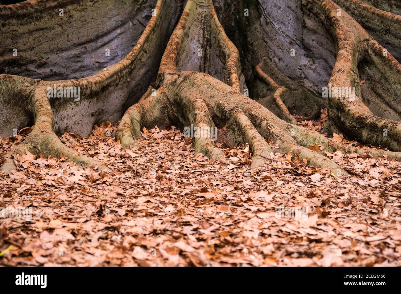Tree roots protruding hi-res stock photography and images - Alamy