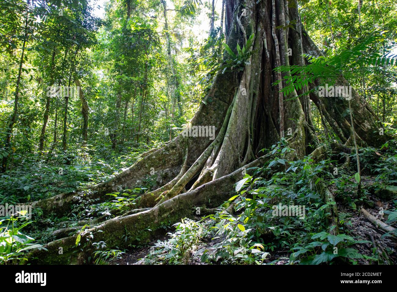 Peruvian Amazon Rainforest Stock Photo - Alamy