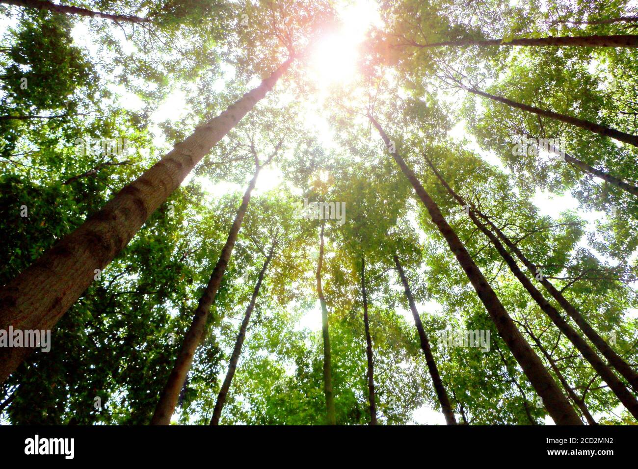 tall trees in the forest with sun light Stock Photo - Alamy