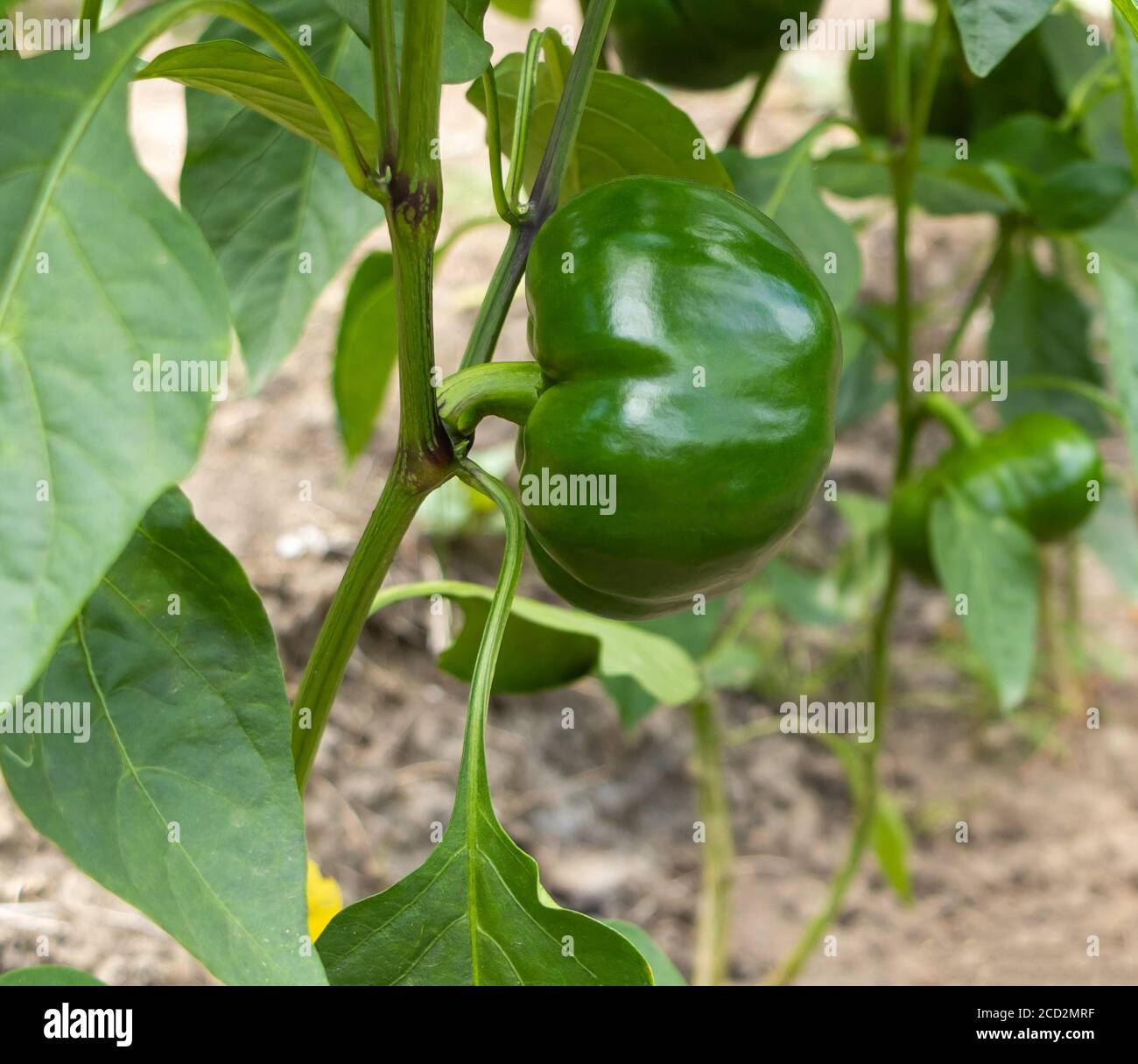 Fresh bell peper growing in garden. Vegetable garden concept Stock ...