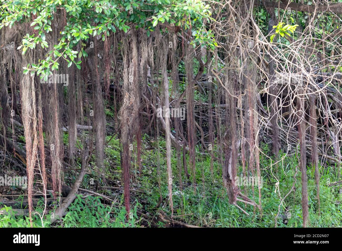 Peruvian Amazon Rainforest Stock Photo - Alamy