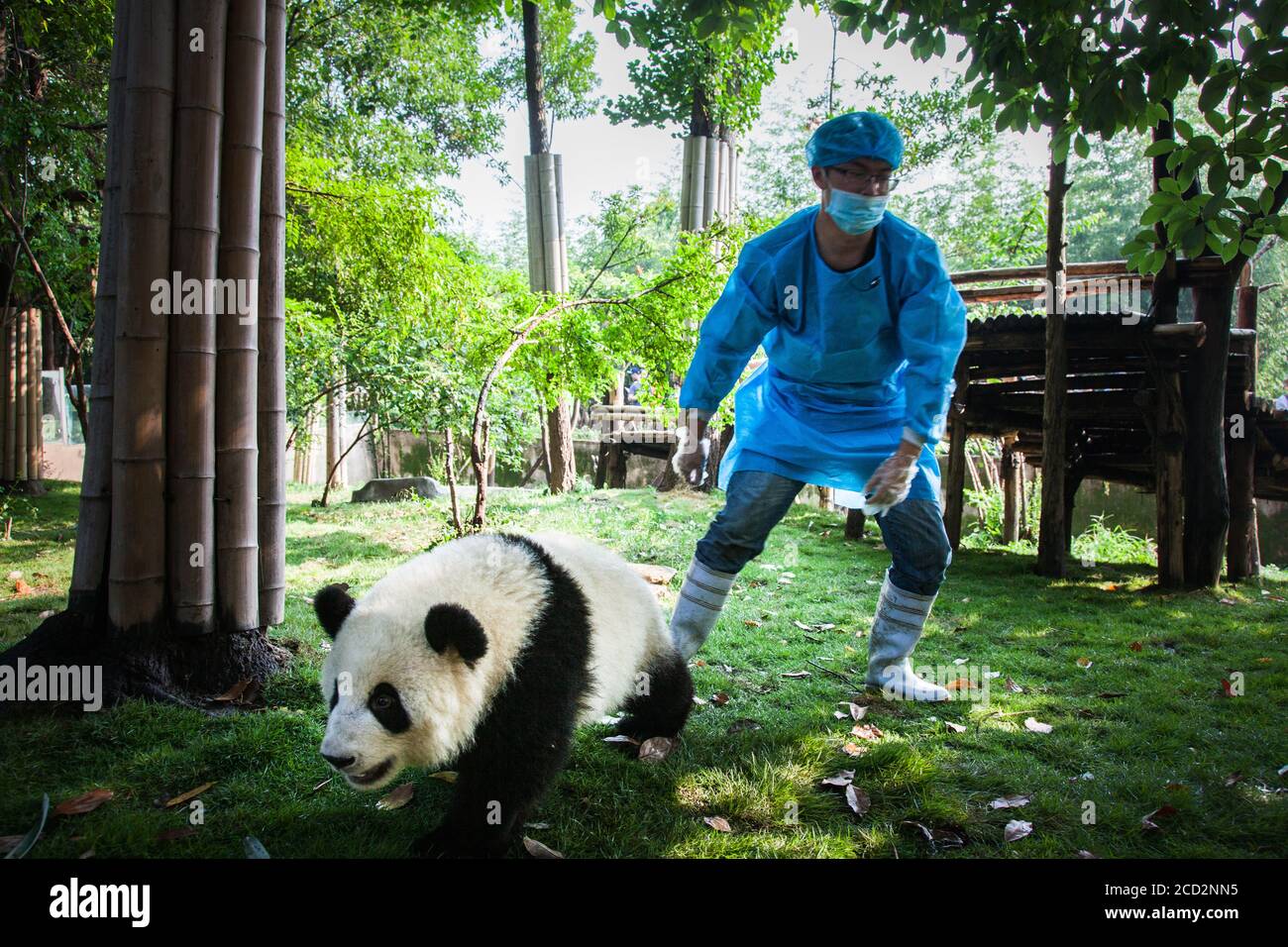 Chengdu, China. Chengdu Research Base of Giant Panda Breeding Stock ...