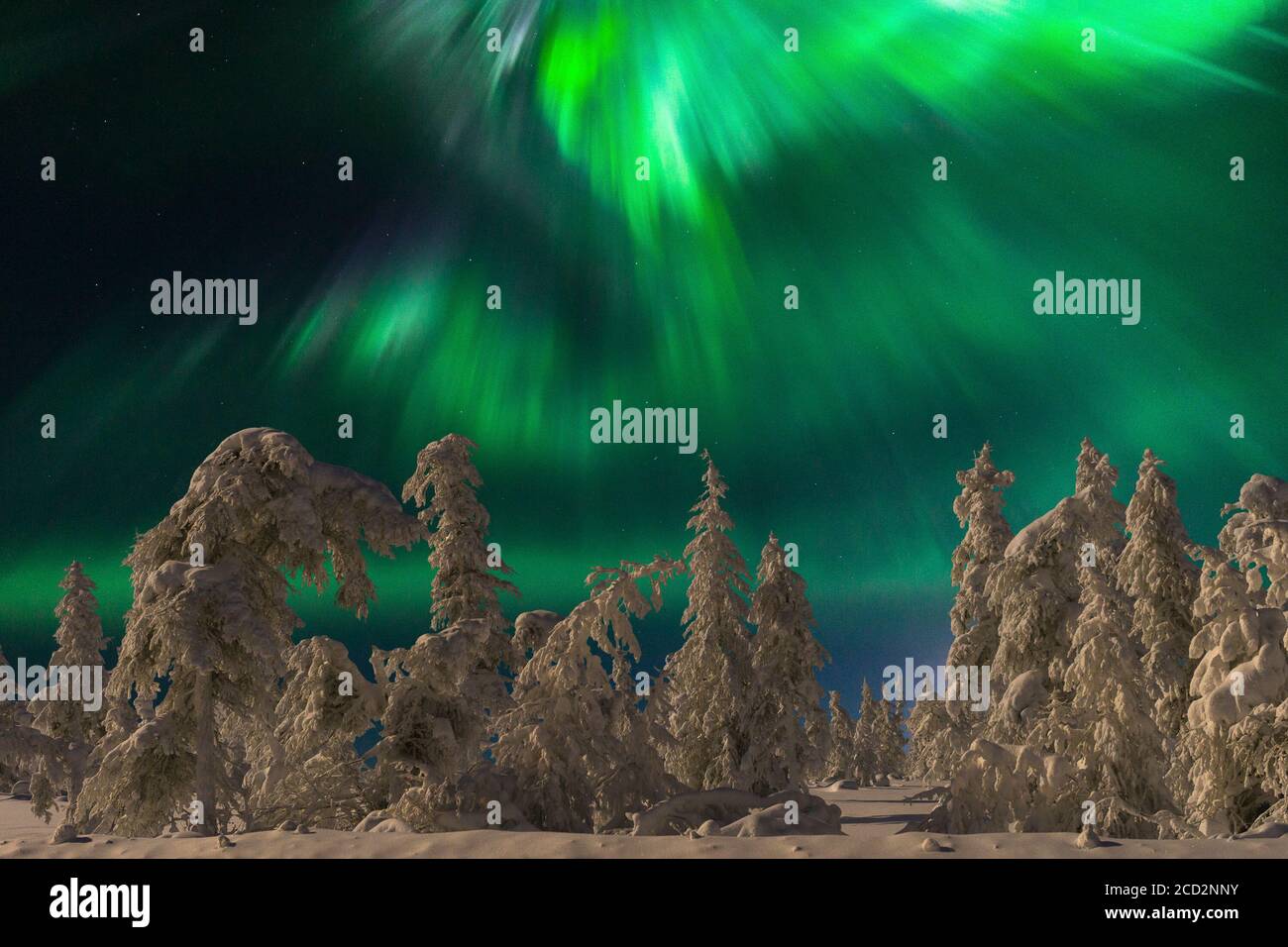 Northern Lights - Aurora borealis over snow-covered forest. Beautiful ...