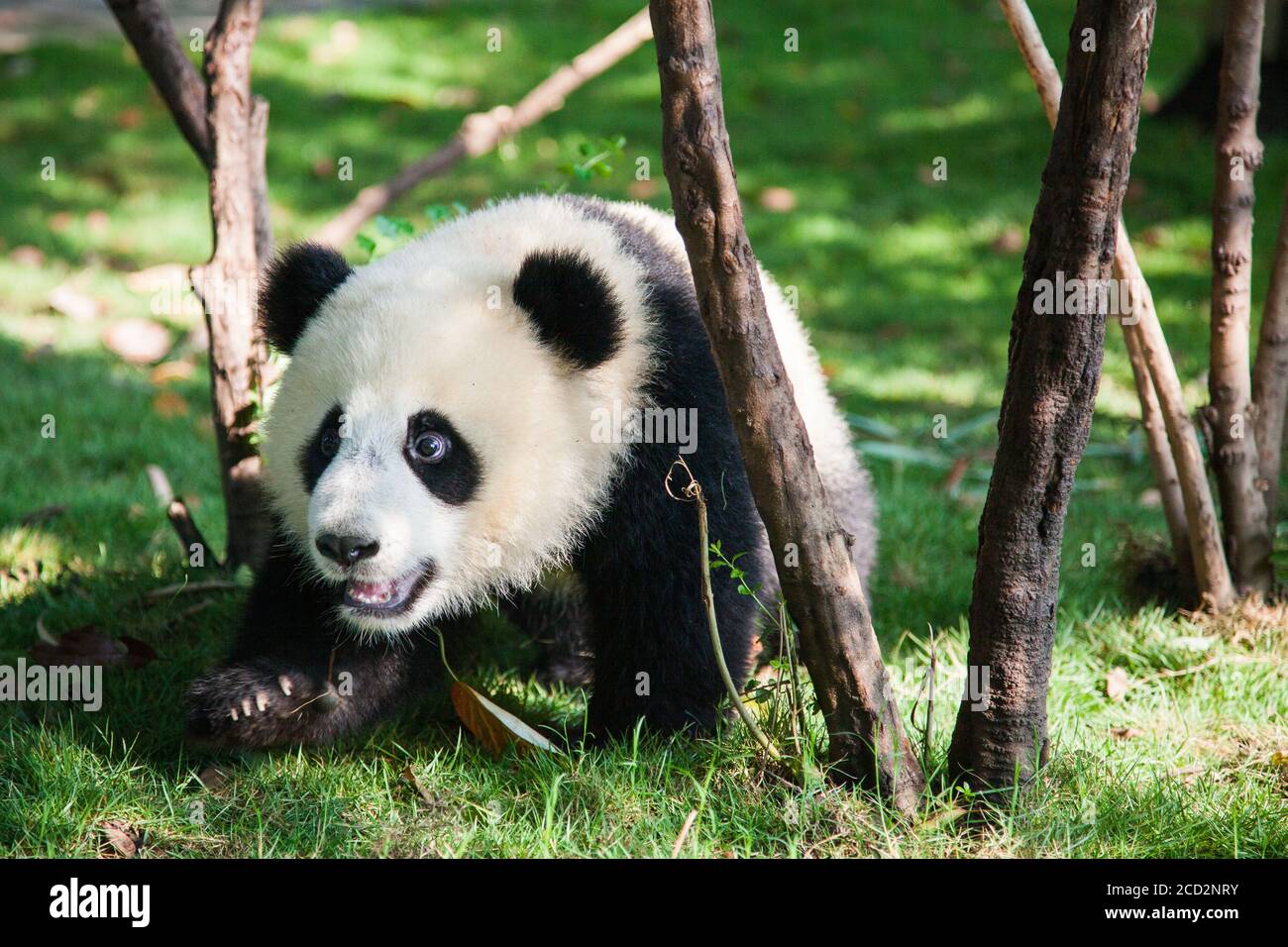 Chengdu, China. Chengdu Research Base of Giant Panda Breeding Stock ...