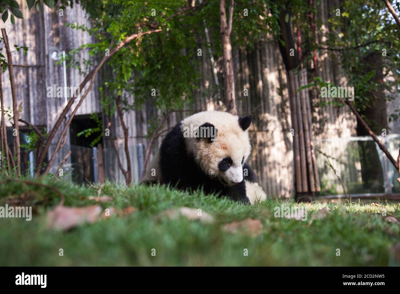 Chengdu, China. Chengdu Research Base of Giant Panda Breeding Stock ...