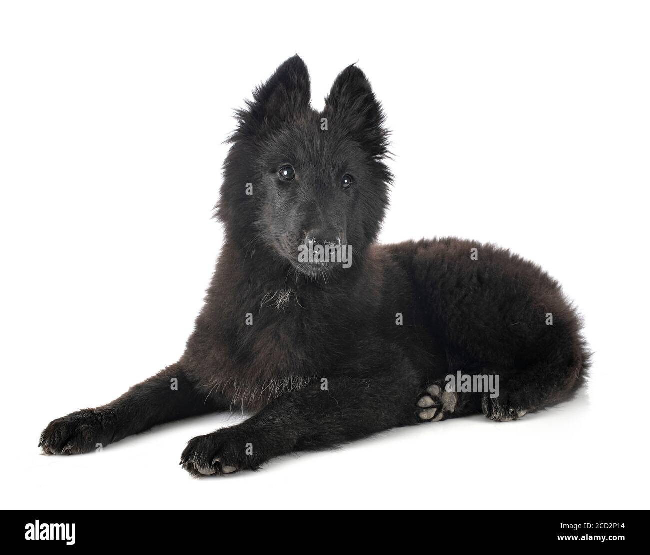 puppy Groenendael dog in front of white background Stock Photo - Alamy