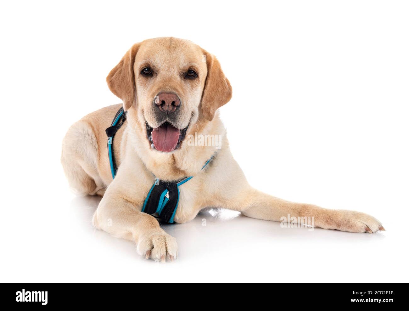 labrador retriever in front of white background Stock Photo - Alamy