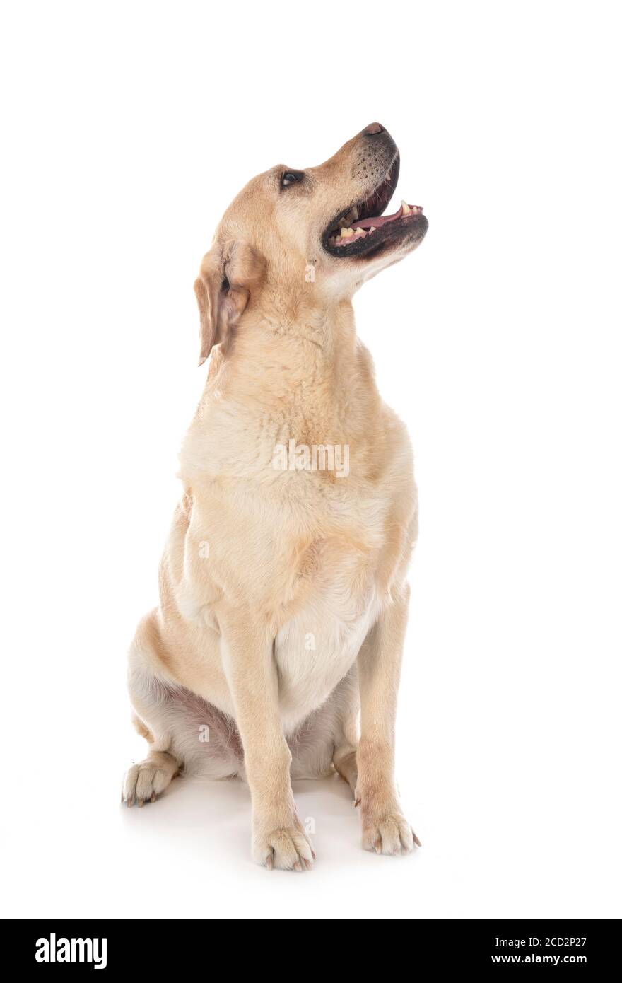 labrador retriever in front of white background Stock Photo - Alamy