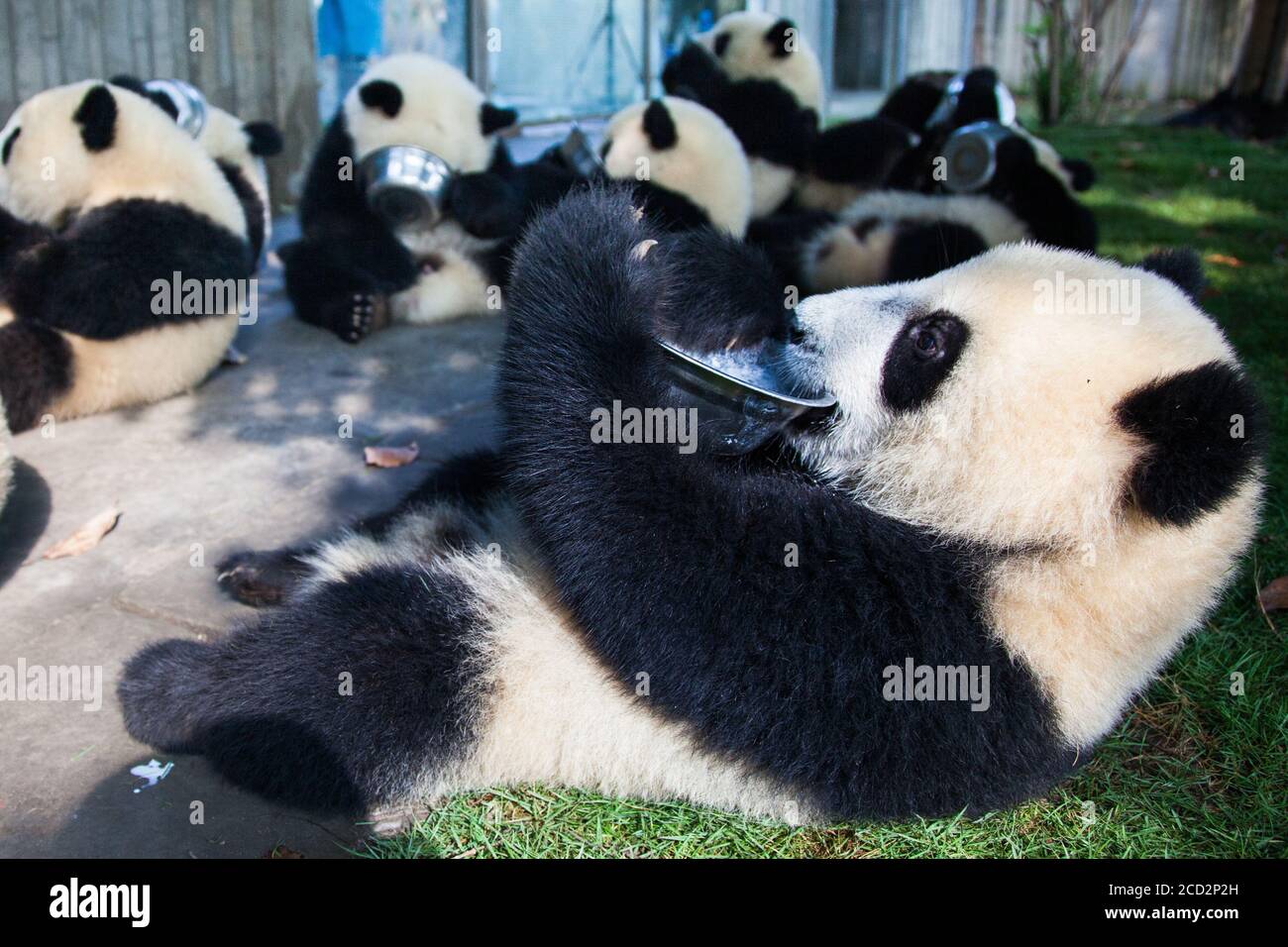 Chengdu, China. Chengdu Research Base of Giant Panda Breeding Stock ...