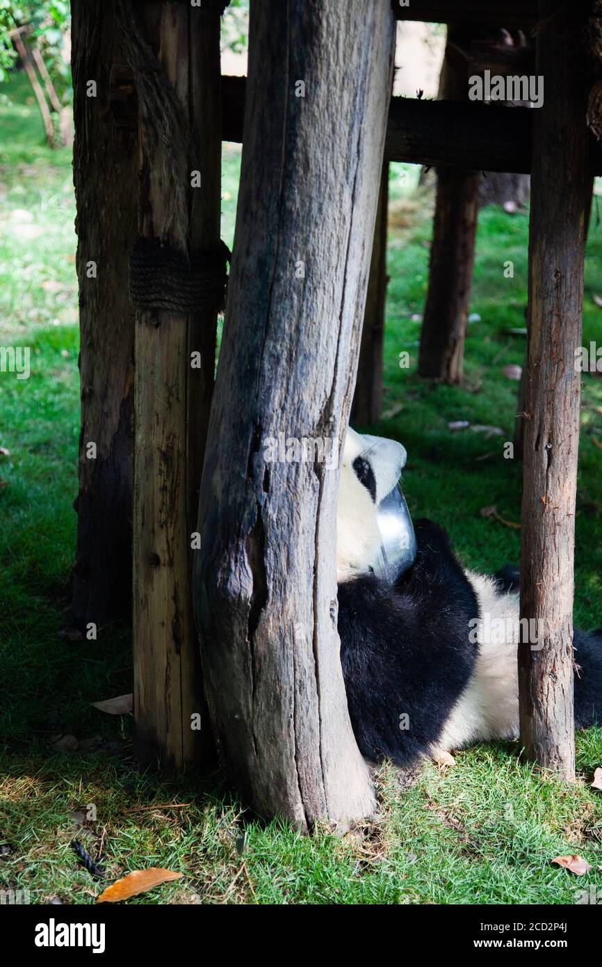 Chengdu, China. Chengdu Research Base of Giant Panda Breeding Stock ...