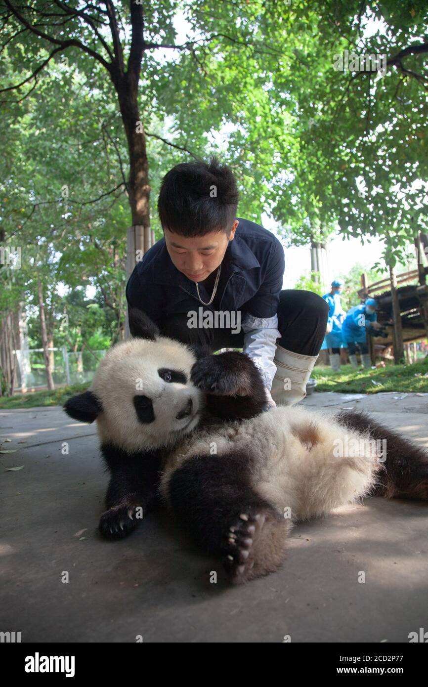 Chengdu, China. Chengdu Research Base of Giant Panda Breeding. Panda keeper Stock Photo - Alamy