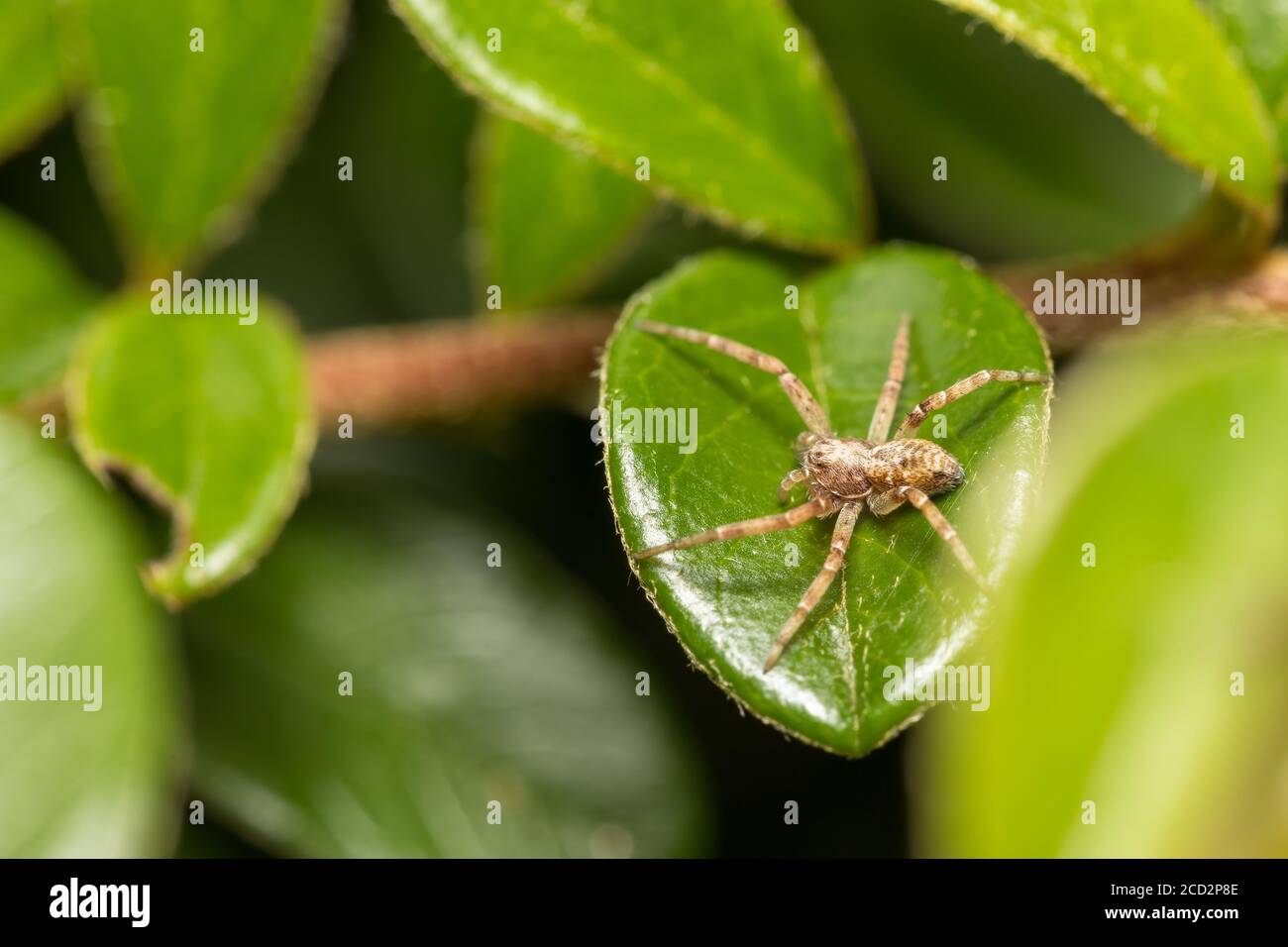 Small Spider Hunter High Resolution Stock Photography and Images - Alamy