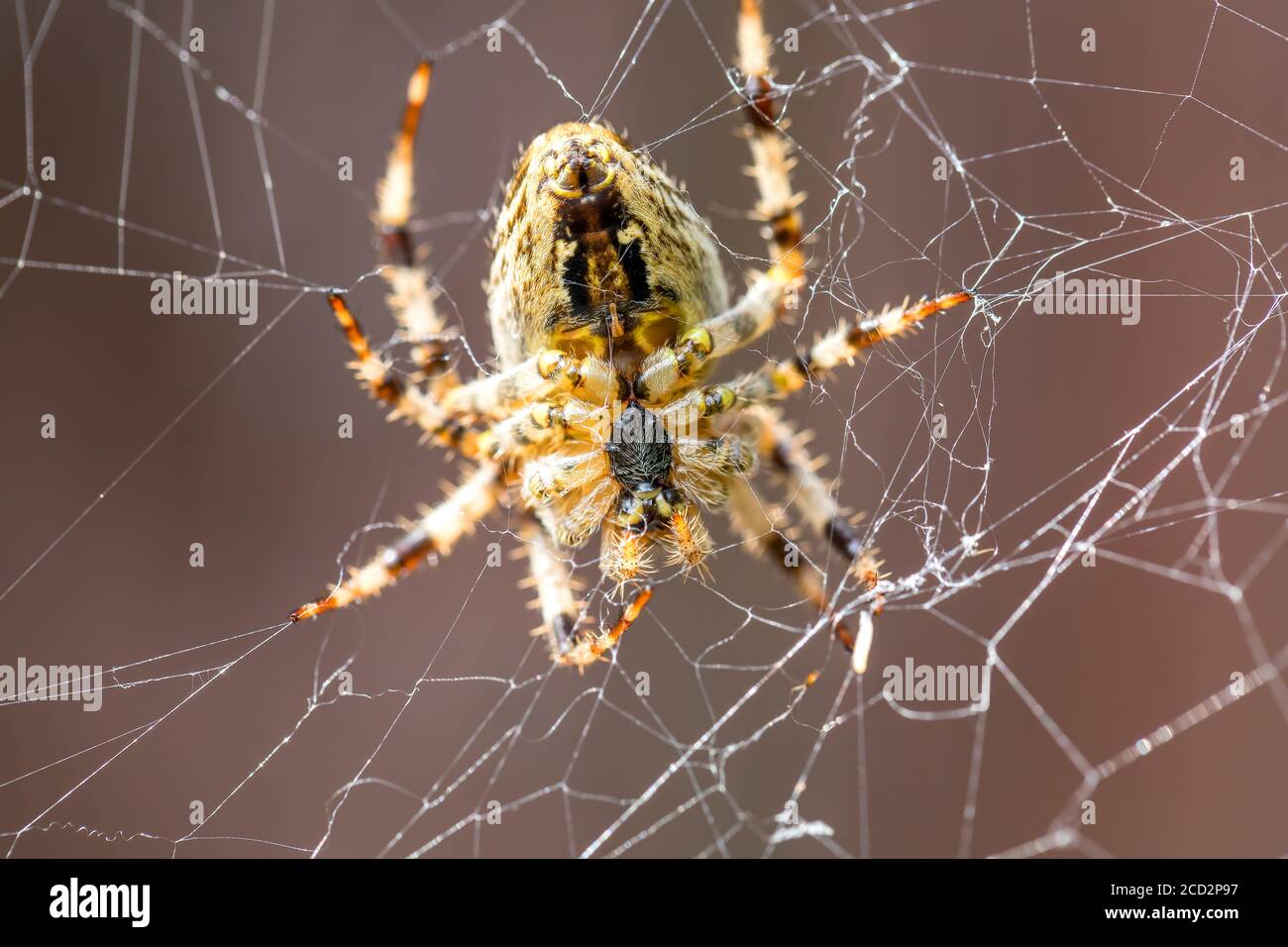 Spider with cross on the back hi-res stock photography and images - Alamy