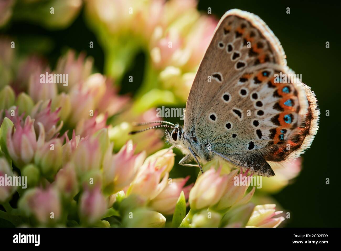 Idas blue butterfly (Plebejus idas) sitting on flower on a sunny summer ...