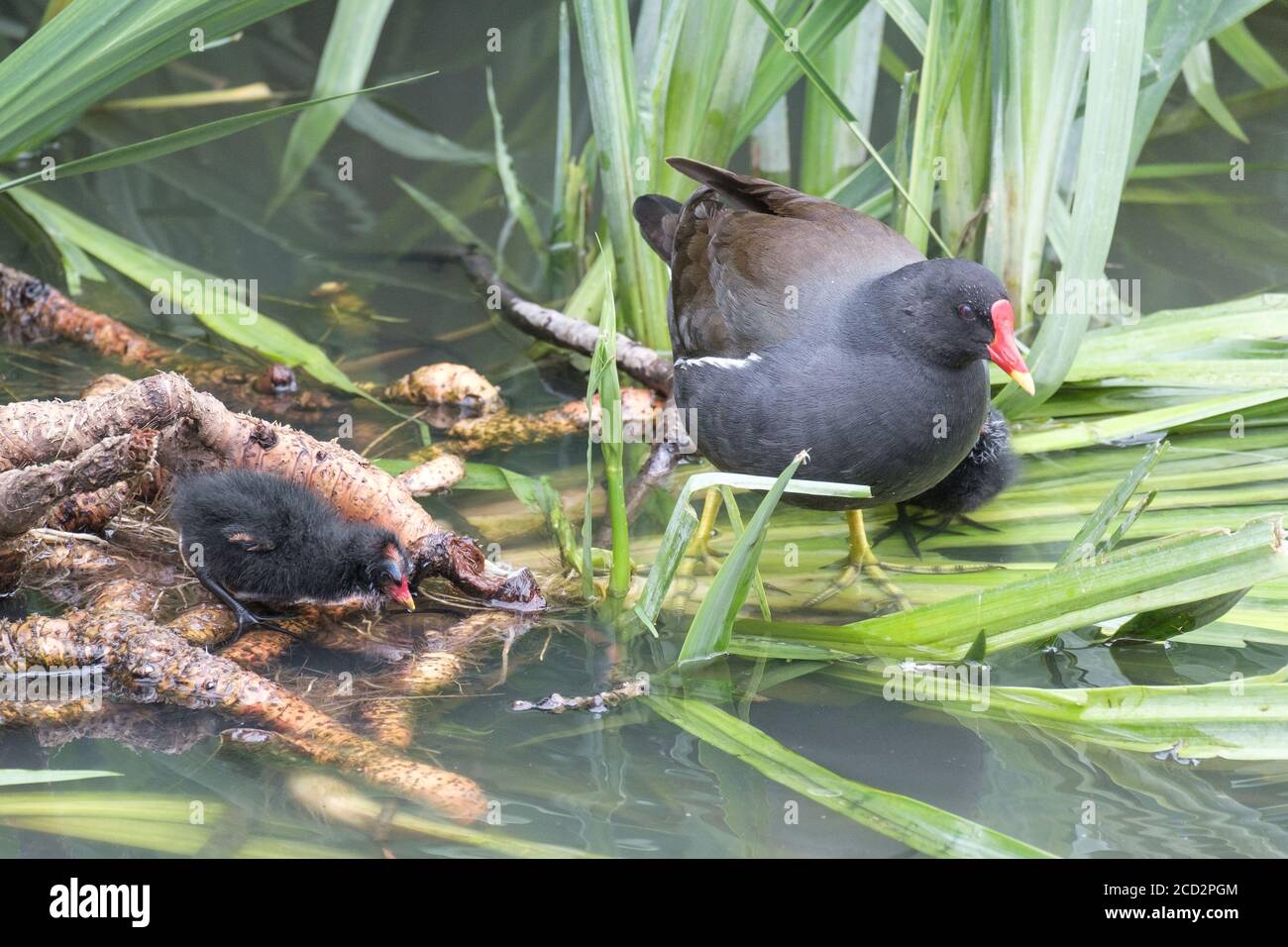 Female moorhen and her chick amongst the reeds and roots in the water ...