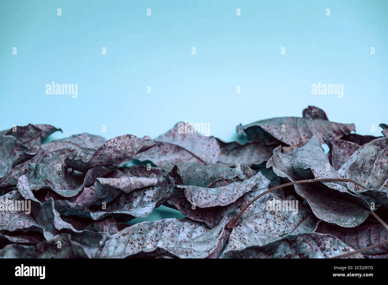 Beautiful faded old colorful leafs in blue light. Minimalism autumn ...