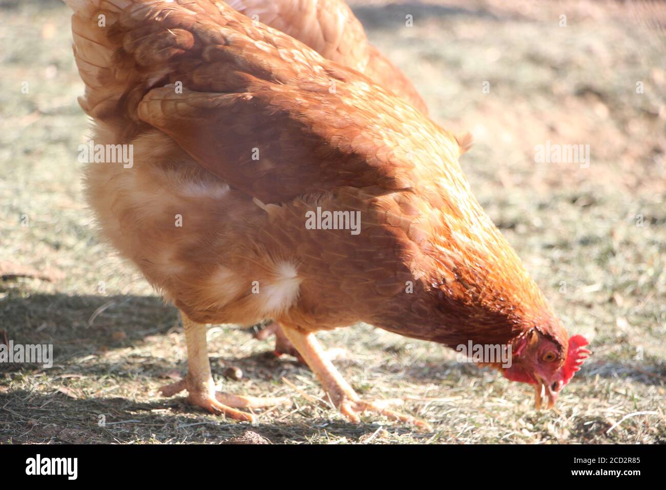 Brown hen in a free range farm. This hens lay first quality organic ...